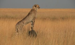 Zambian Carnivore Programme