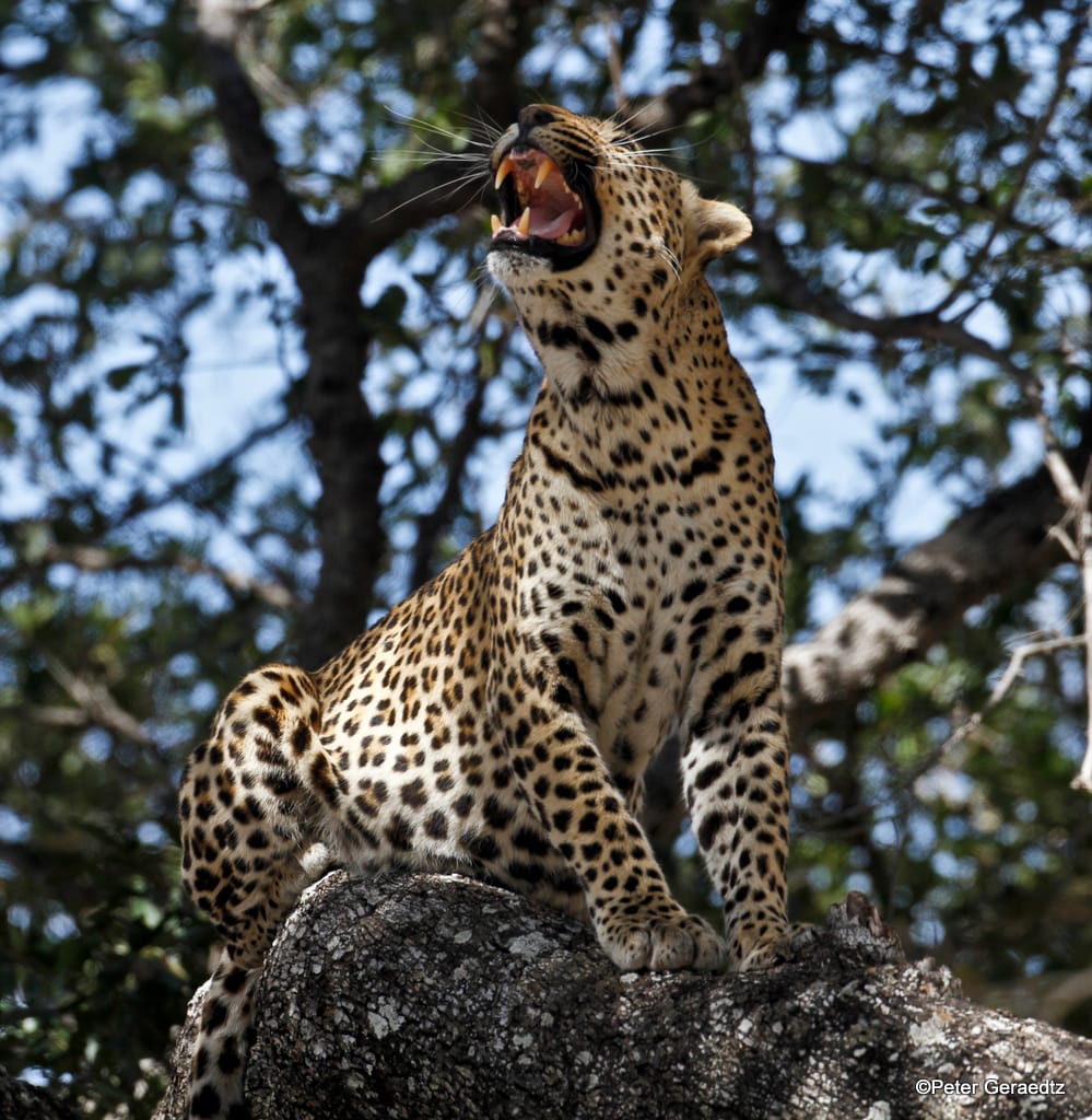 Leopard