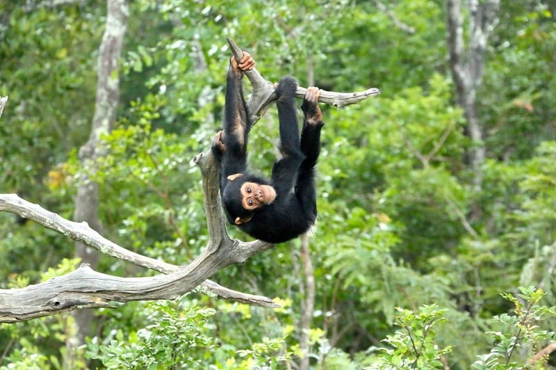 Chimfunshi Chimp Orphanage