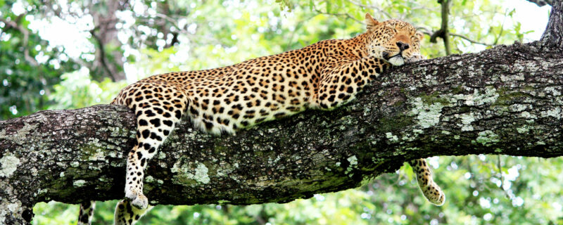 South Luangwa National Park