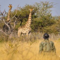 Symbiotic relationships: The art of living together - Zambia Tourism