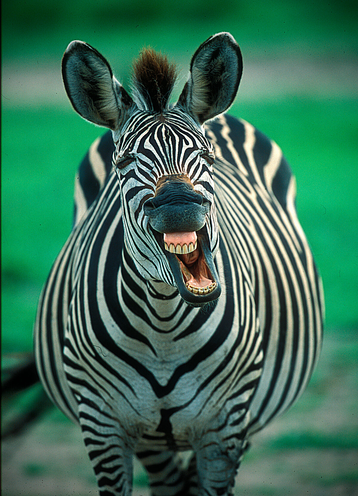 Symbiotic relationships: The art of living together - Zambia Tourism