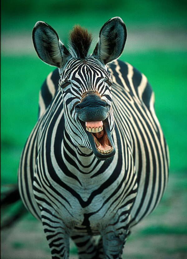 Symbiotic relationships: The art of living together - Zambia Tourism