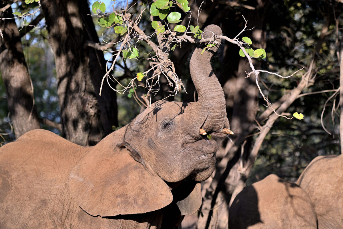 Game Rangers International