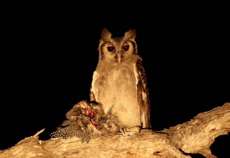 The Secretive Birds of South Luangwa - Zambia Tourism