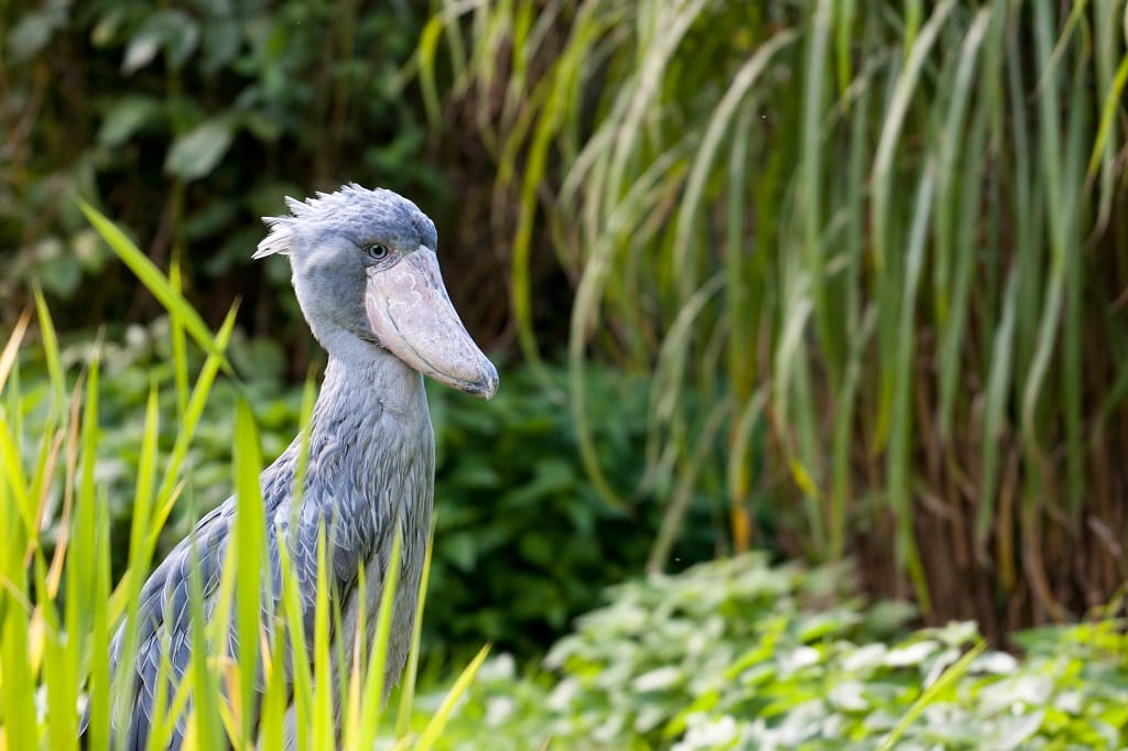 Africa’s Swamp King: 5 Interesting Facts About the Shoebill