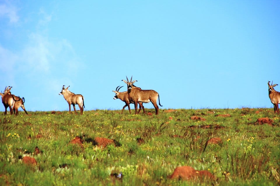 Nyika National Park & Plateau