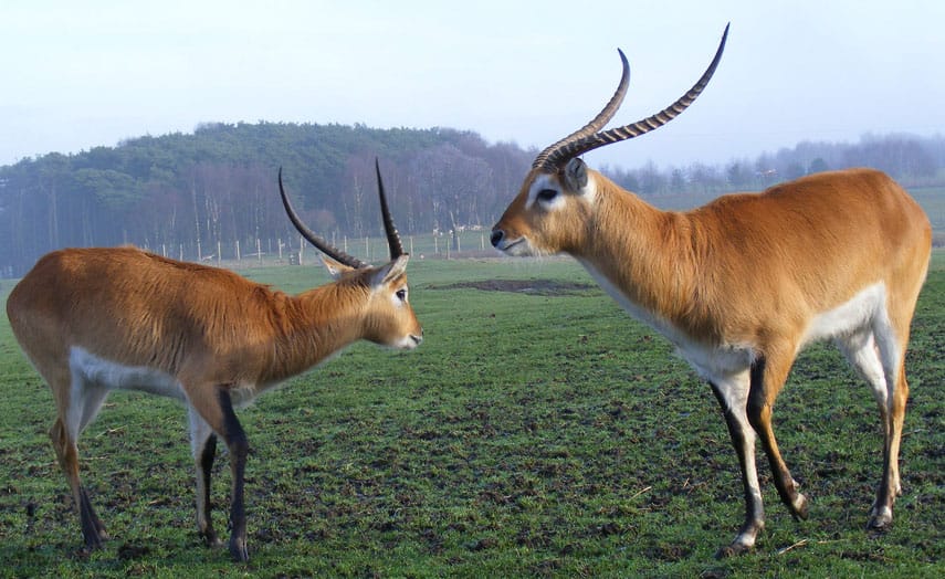 Kafue National Park - Zambia Tourism