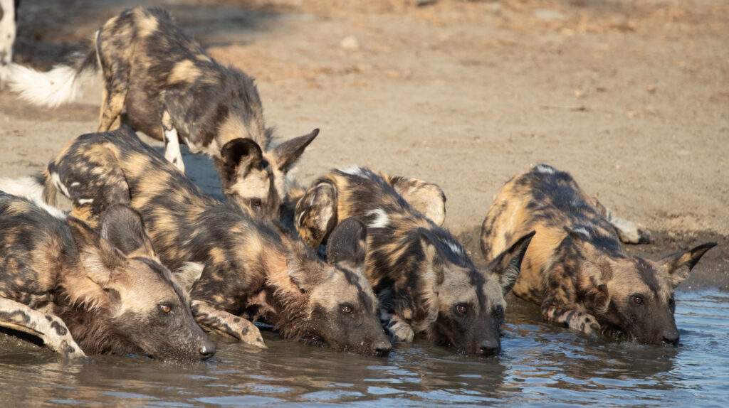 South Luangwa: A Top Destination For Wild Dogs - Zambia Tourism