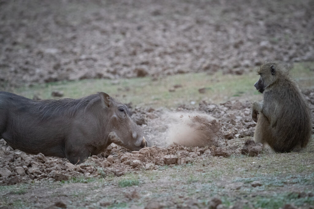 Symbiotic relationships: The art of living together - Zambia Tourism