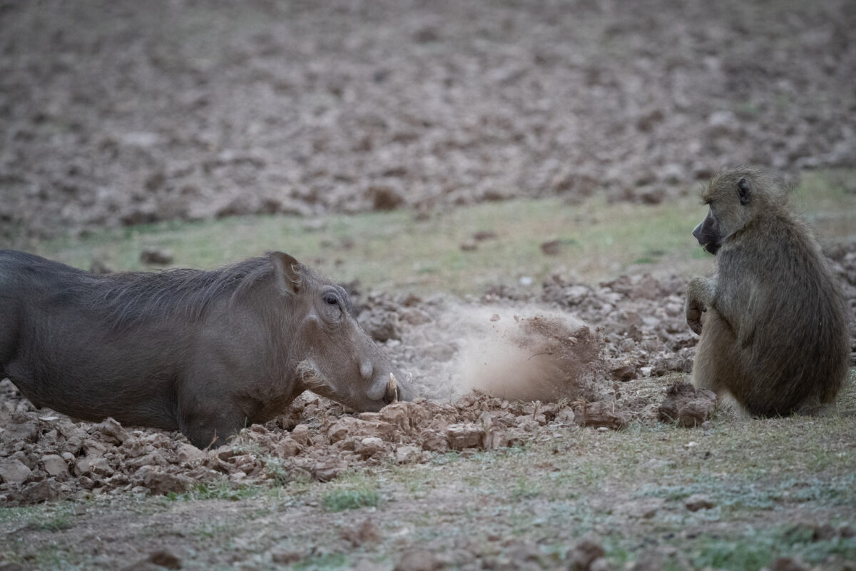 Symbiotic relationships: The art of living together - Zambia Tourism