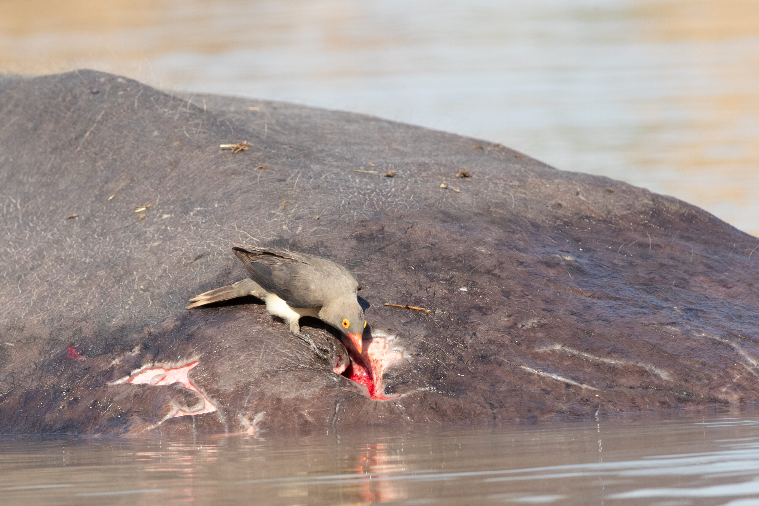 Symbiotic relationships: The art of living together - Zambia Tourism Symbiotic relationships: The art of living together - Zambia Tourism