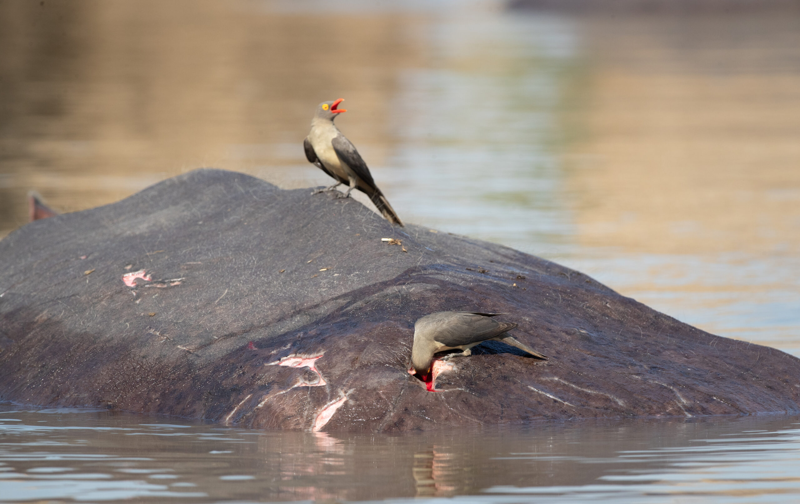 Symbiotic relationships: The art of living together - Zambia Tourism Symbiotic relationships: The art of living together - Zambia Tourism