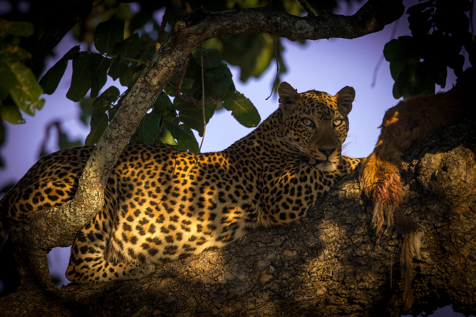 Symbiotic relationships: The art of living together - Zambia Tourism