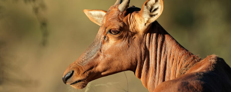 Antelope in Zambia