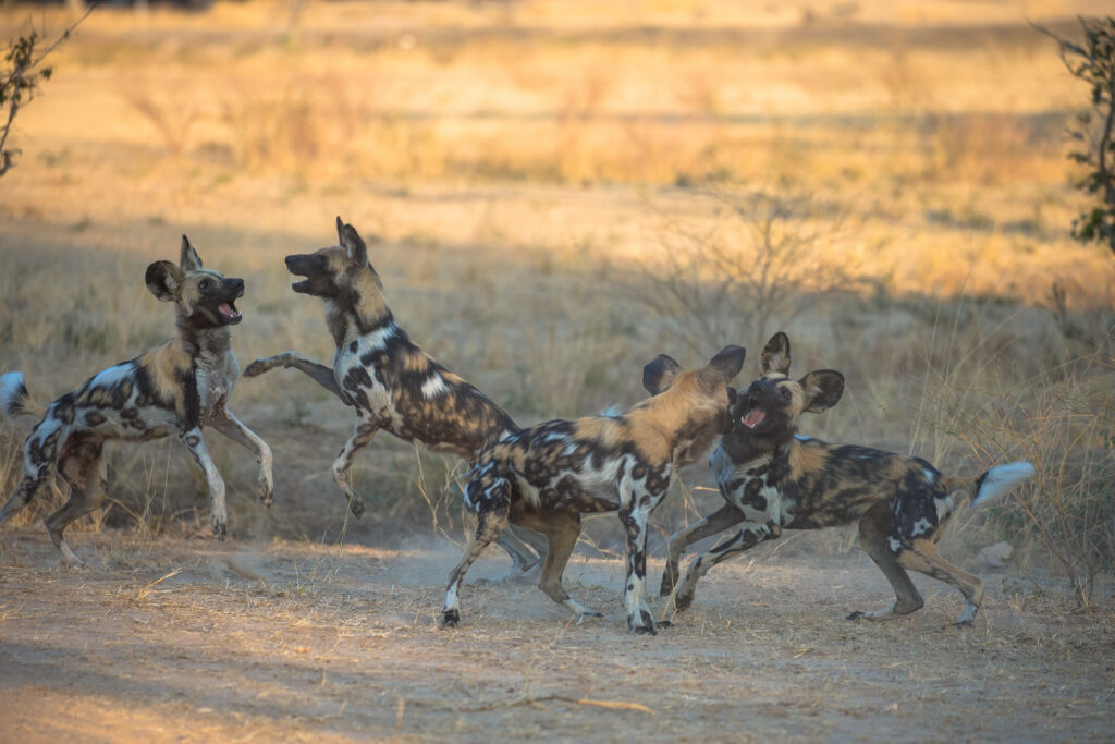 South Luangwa: A Top Destination For Wild Dogs - Zambia Tourism