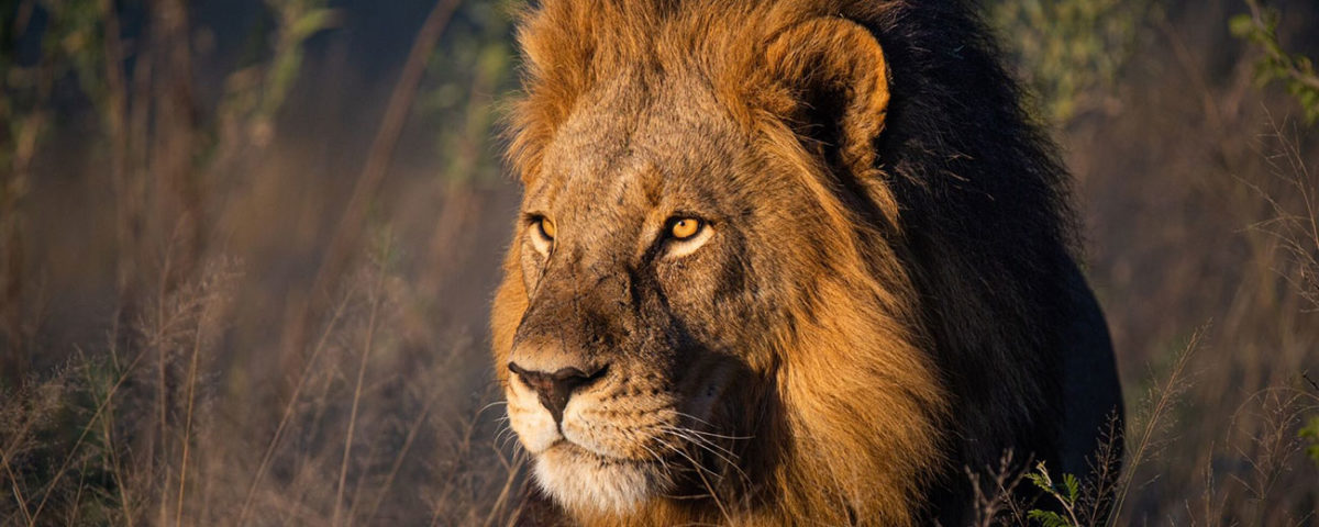 Dazzle Africa - Zambia Tourism