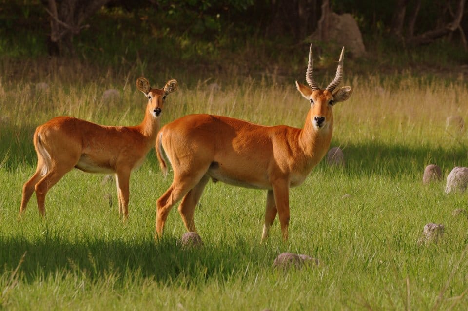 Kasanka National Park - Zambia Tourism