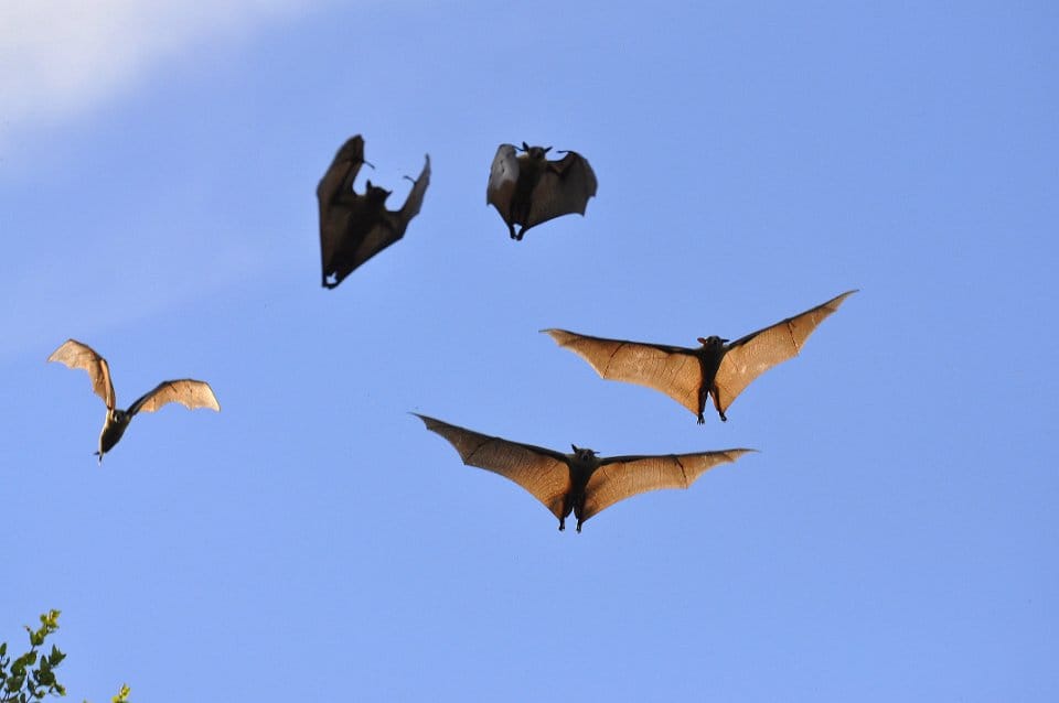 Kasanka National Park - Zambia Tourism