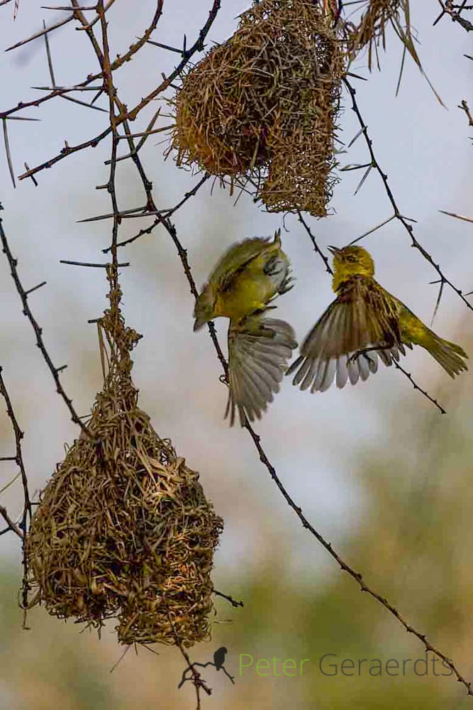 Tracking and Trailing for The Best Bird Photography - Zambia Tourism