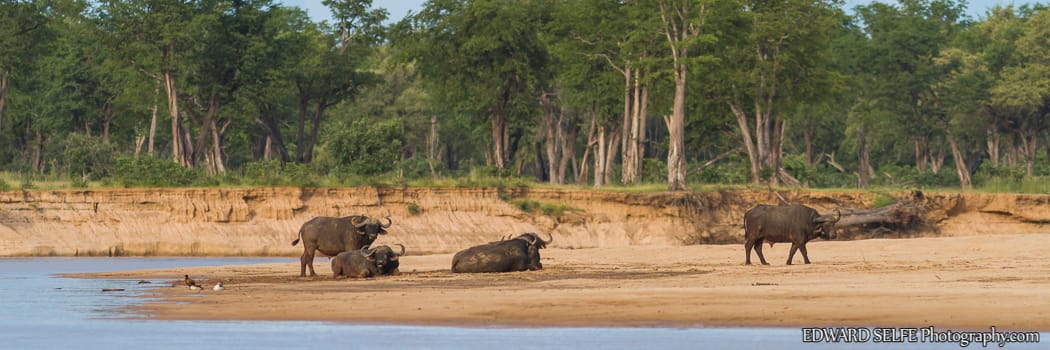 Luangwa River & Rift Valley