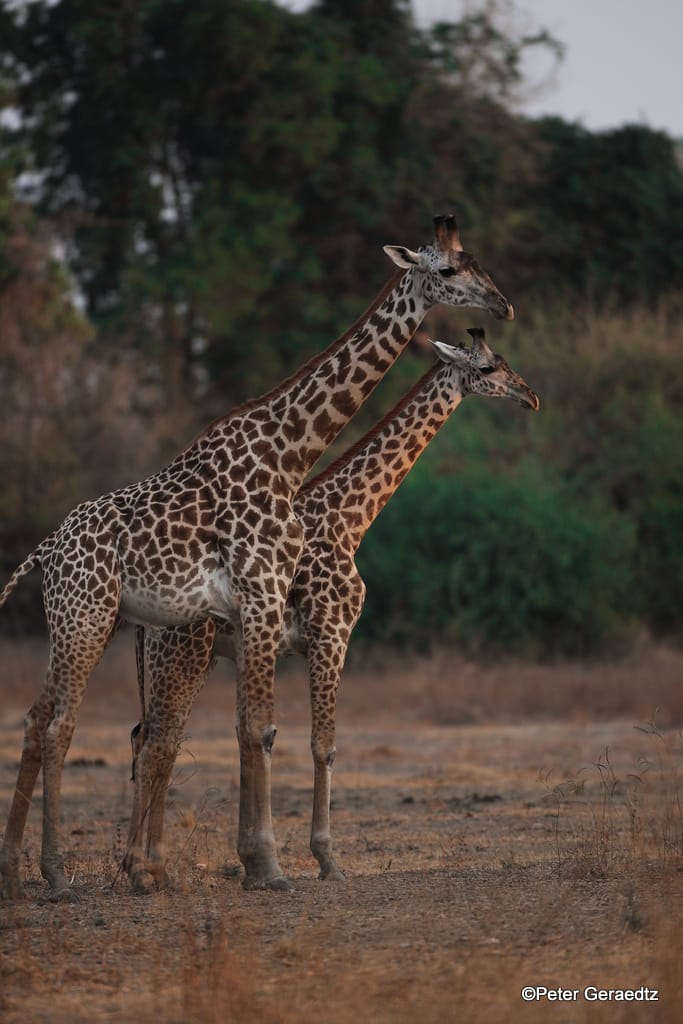 Giraffe - Zambia Tourism