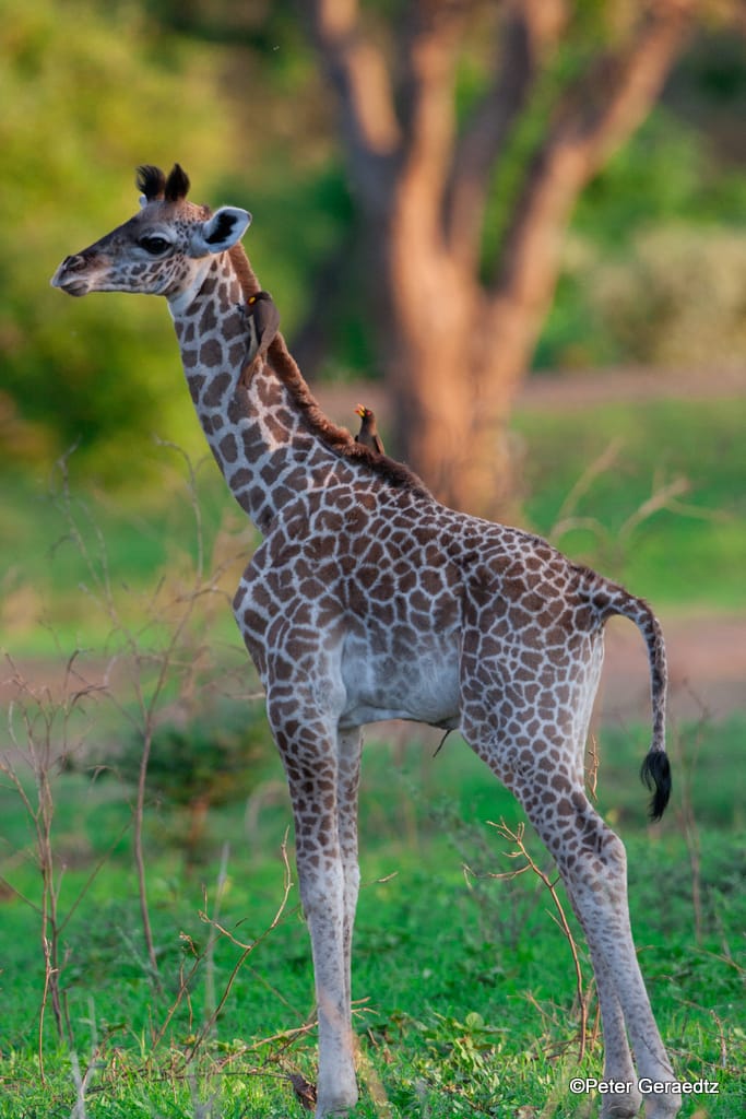 Giraffe - Zambia Tourism
