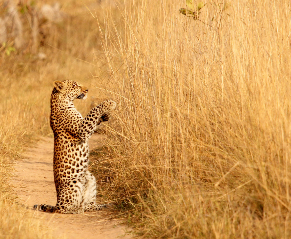 A Guided Private Safari Experience - Zambia Tourism