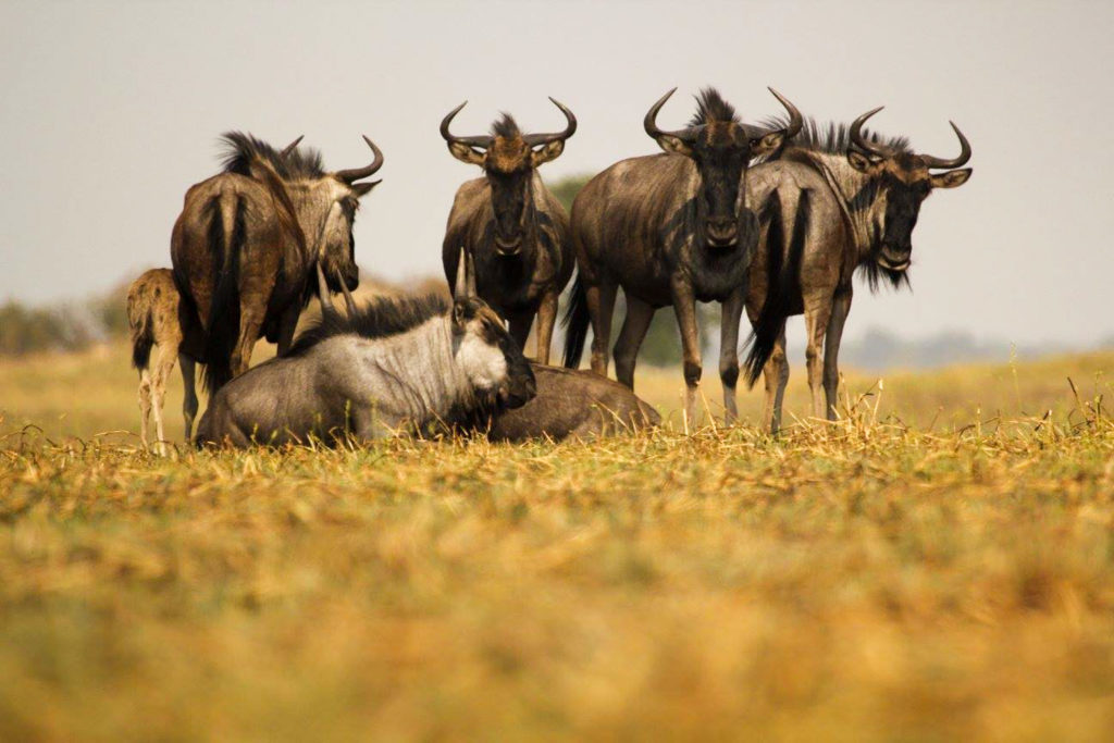A Guided Private Safari Experience - Zambia Tourism