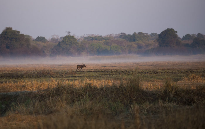 Kasanka National Park