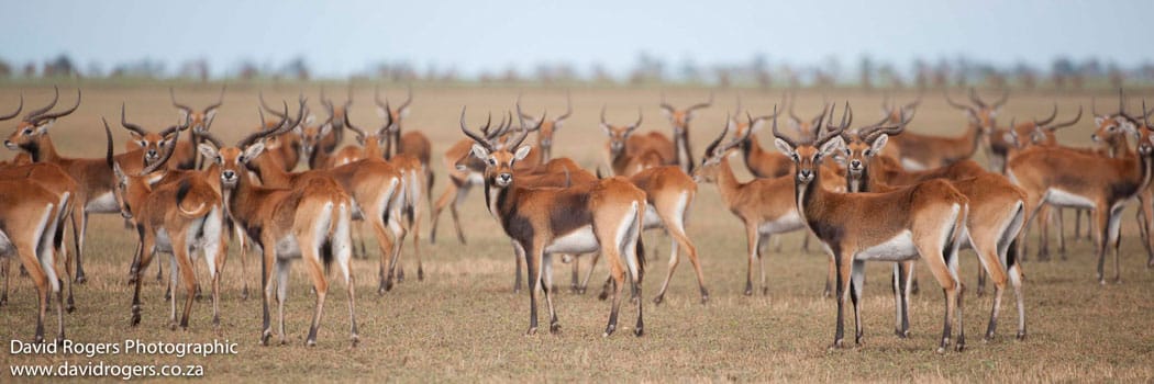 Kasanka National Park