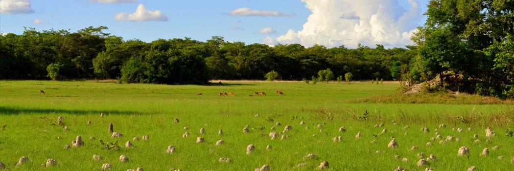 Kasanka National Park