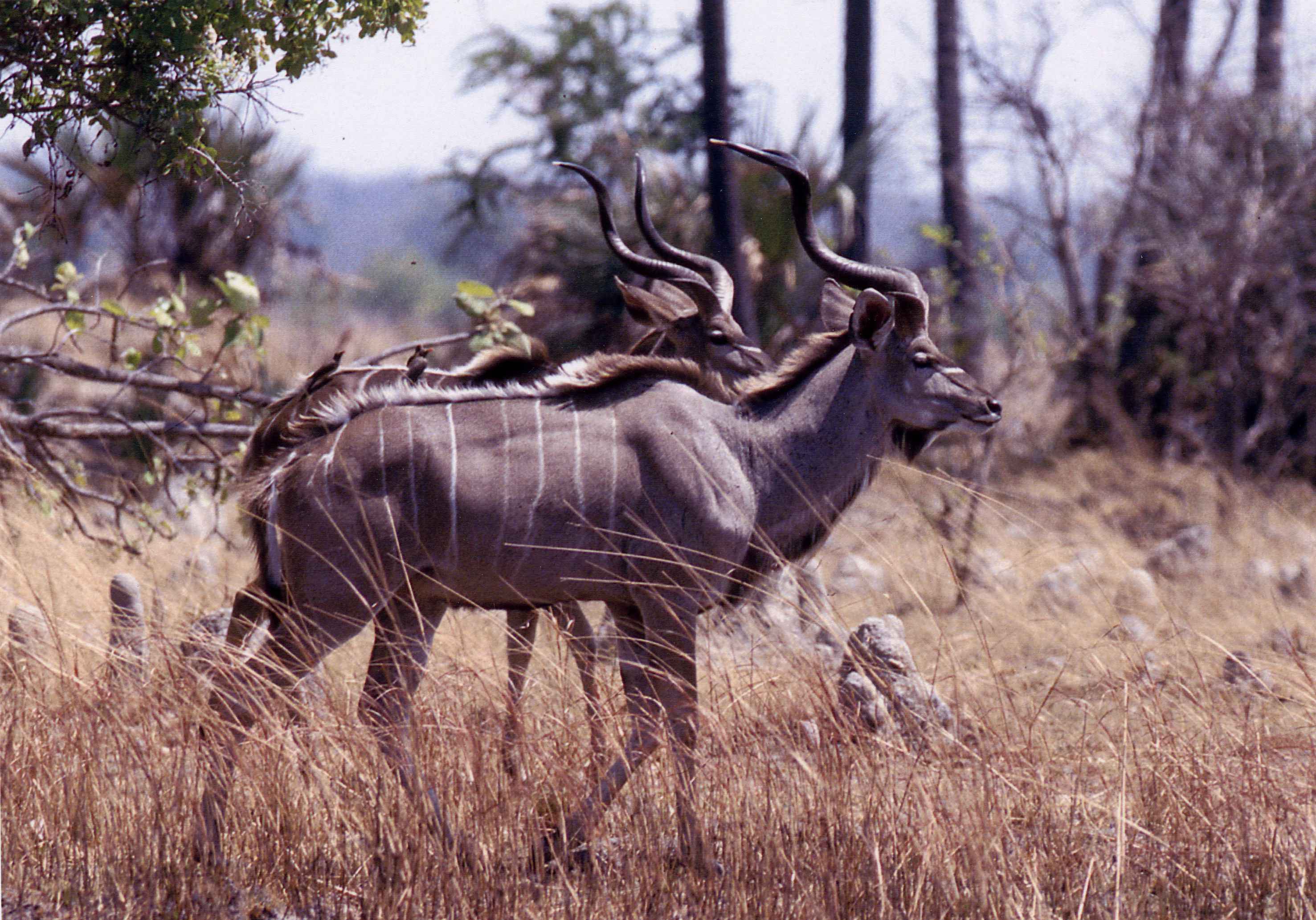 Antelope - Zambia Tourism