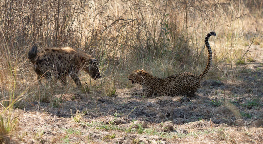 Symbiotic relationships: The art of living together - Zambia Tourism