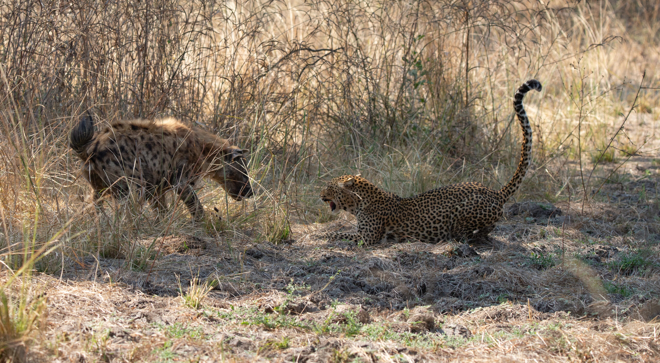 Symbiotic relationships: The art of living together - Zambia Tourism Symbiotic relationships: The art of living together - Zambia Tourism