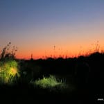 Kasanka National Park - Zambia Tourism