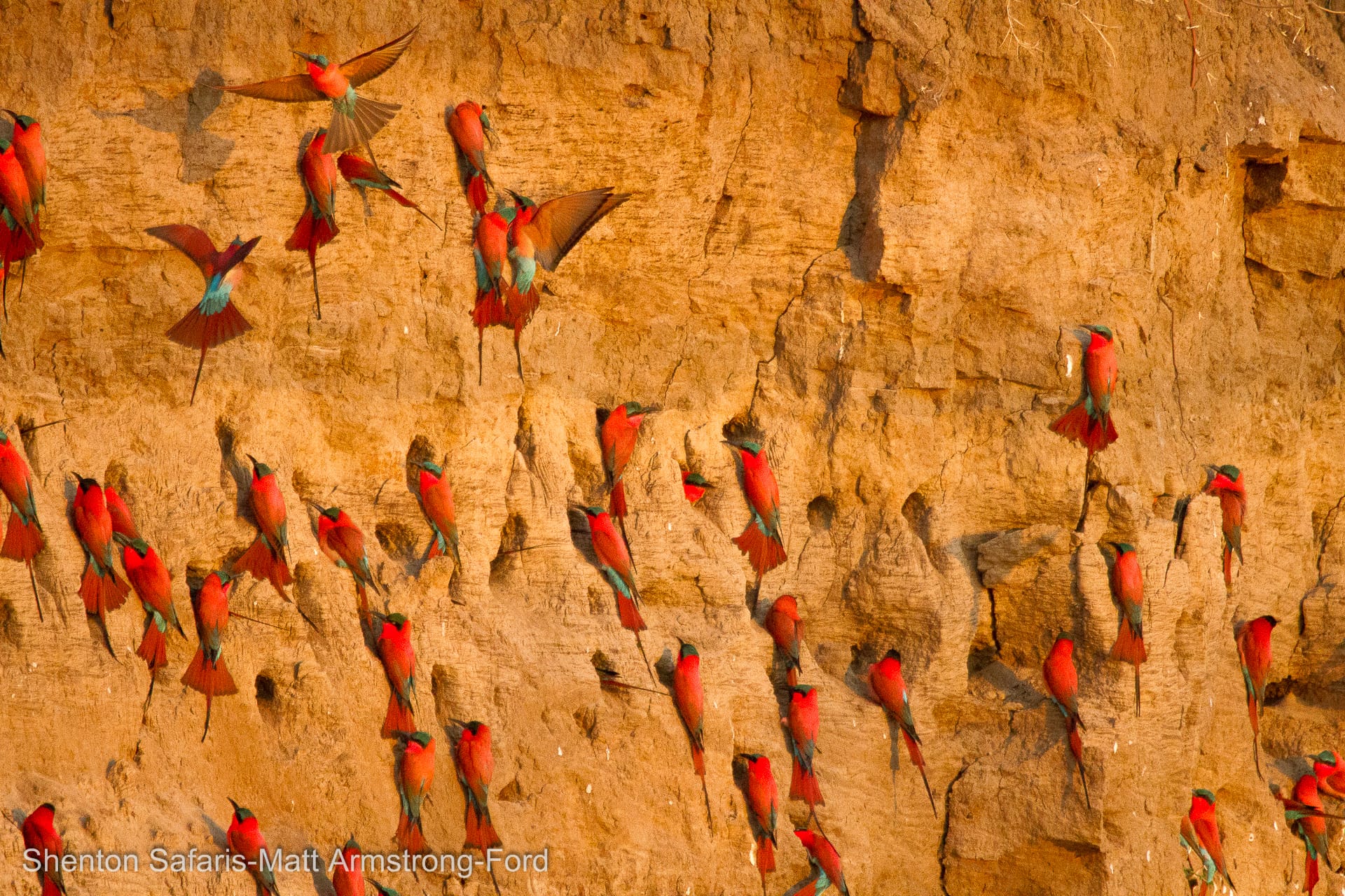 South Luangwa’s Incredible Carmine Bee-Eaters - Zambia Tourism