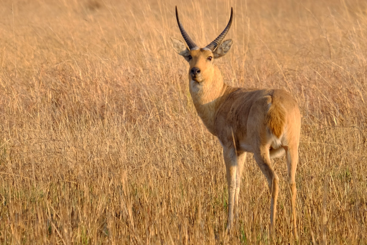 The Hidden Gems of Kafue - Zambia Tourism