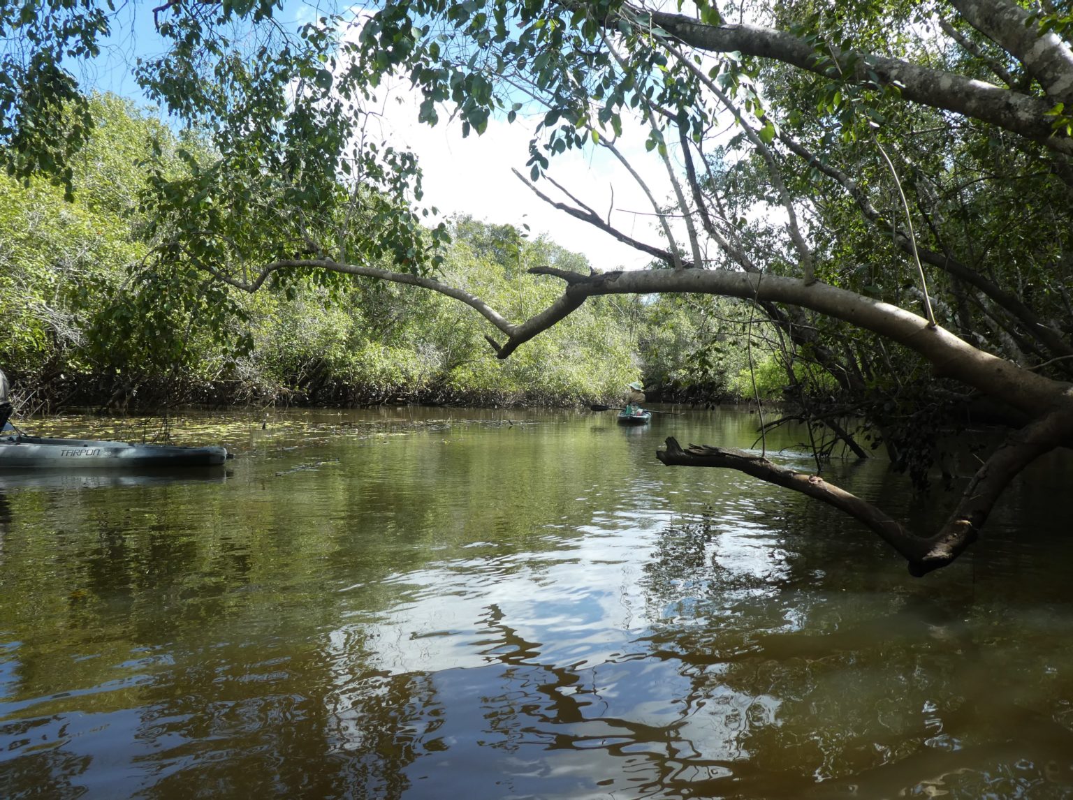 Exploring Kasanka National Park - Zambia Tourism