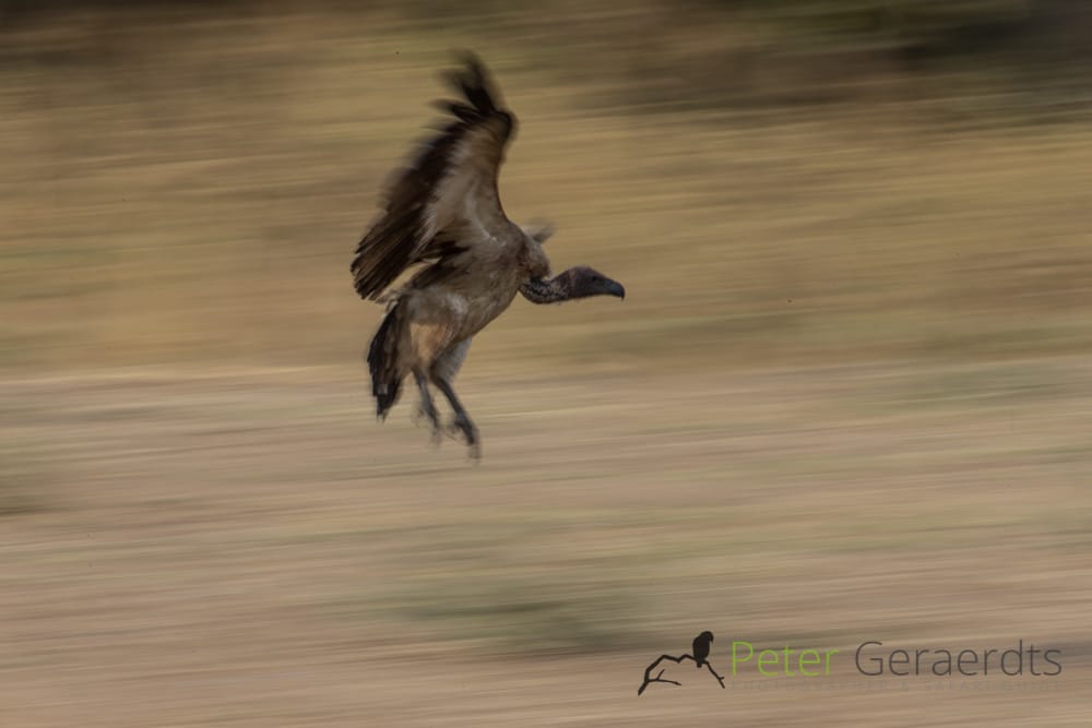 Tracking and Trailing for The Best Bird Photography