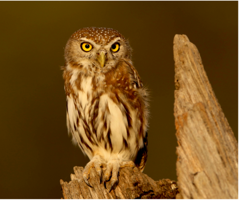 The Secretive Birds of South Luangwa - Zambia Tourism