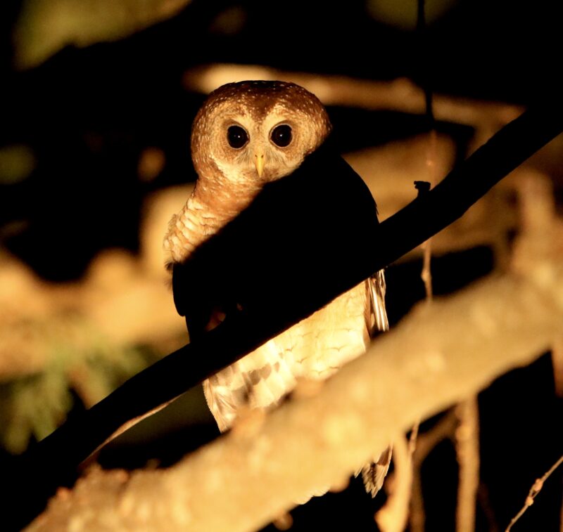 The Secretive Birds of South Luangwa - Zambia Tourism