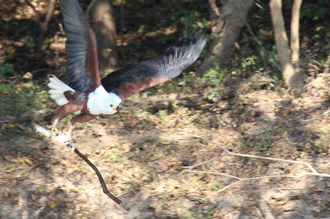 Kabompo River Lodge and Campsite | West Lunga National Park