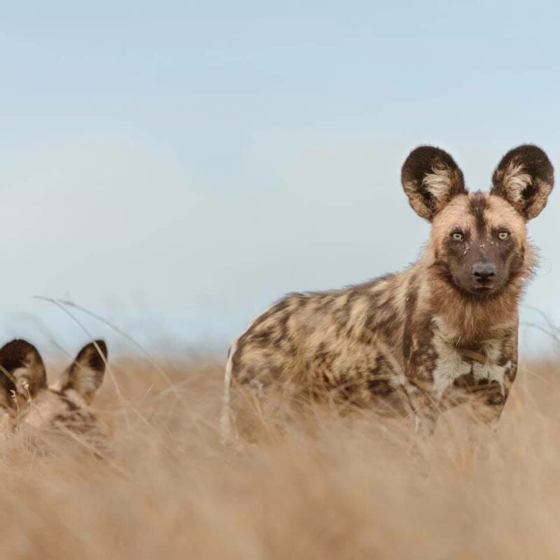 Three Wild Dogs Successfully Translocated to Liuwa Plain National Park ...