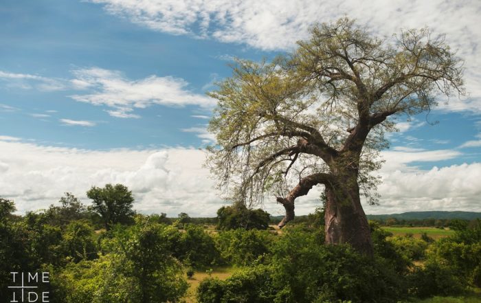 South Luangwa National Park