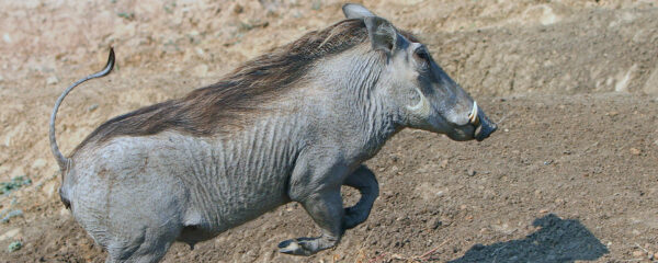 Warthog