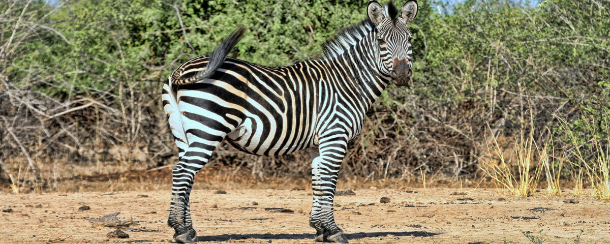 Zebra