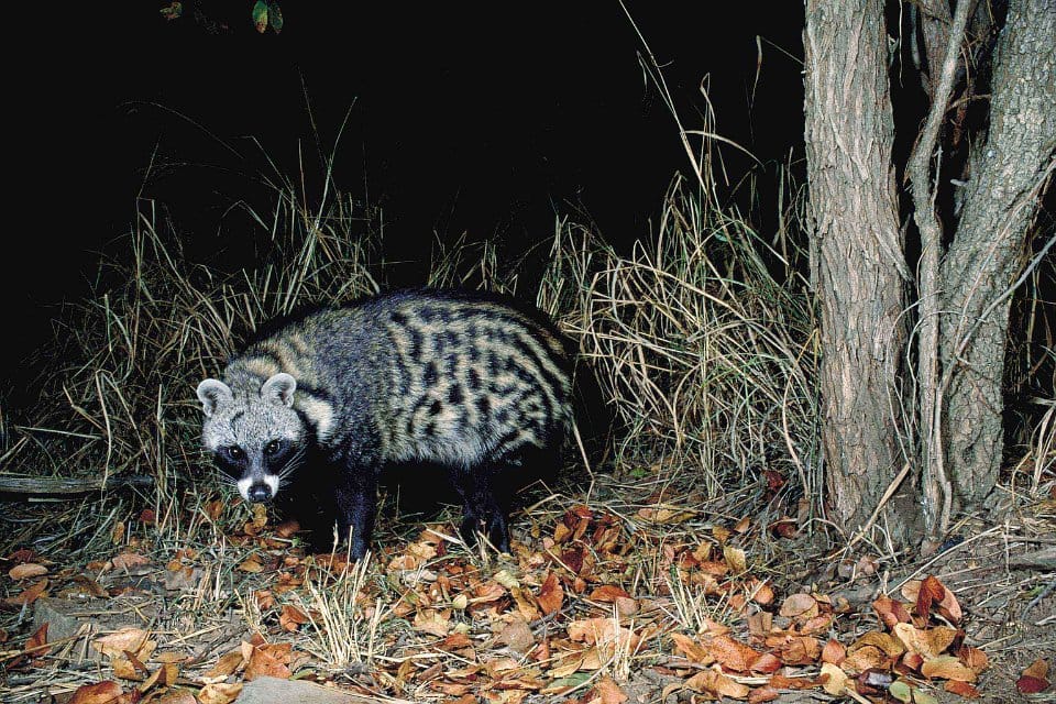 Smaller Carnivores - Zambia Tourism