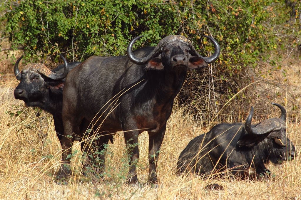 Buffalo in Zambia