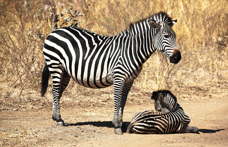 Zebra